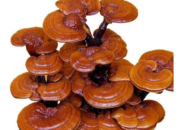 égeg - Top10meohay.com